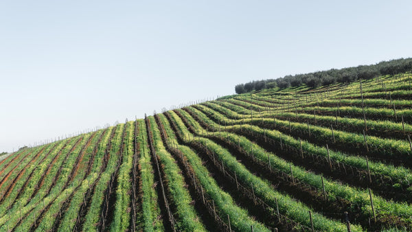 An exploration of the Elgin Valley with Idun Wines - Reserve Wines